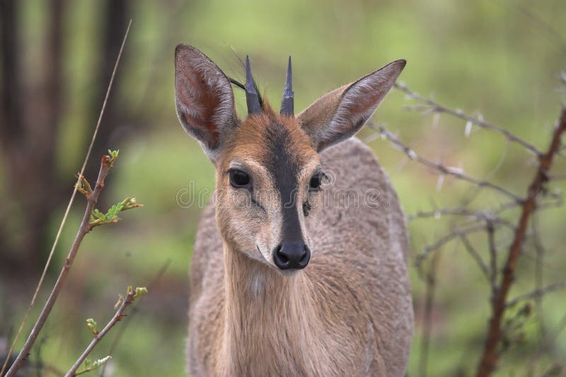 Common Duiker