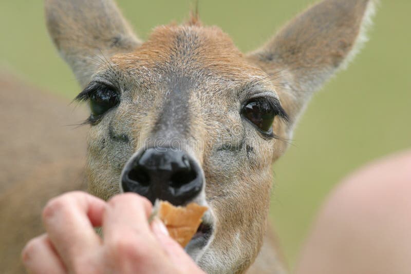 Grey duiker stock image. Image of buck, feeding, eyebrow - 3755013