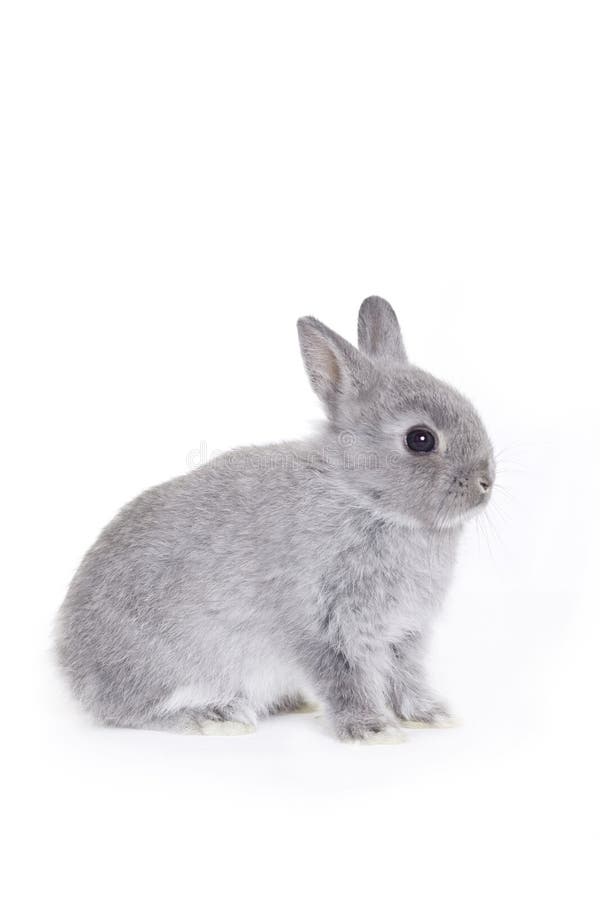 Grey dwarf baby bunny stock image. Image of looking, studio - 11732927