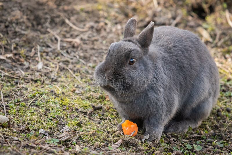 941 Grey Dwarf Rabbit Stock Photos - Free & Royalty-Free Stock Photos ...