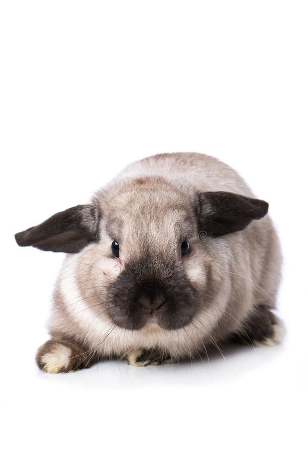 815 Grey Dwarf Rabbit Photos - Free & Royalty-Free Stock Photos from ...