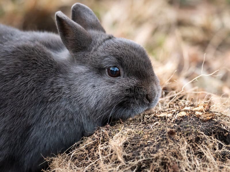 A Grey Dwarf Rabbit Taking a Rest Stock Image - Image of dwarf, relaxed ...