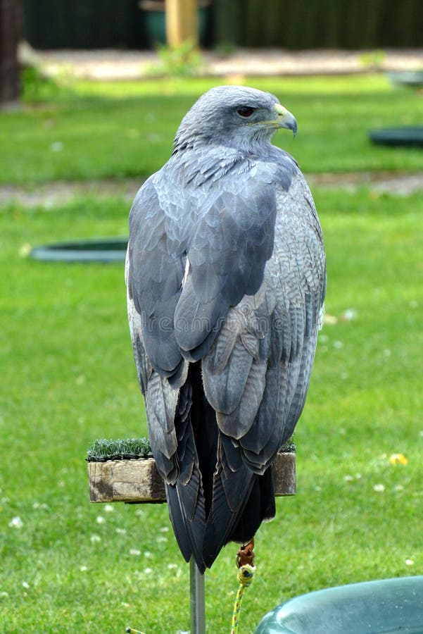 Grey Eagle Buzzard stock image. Image of majestic, head - 61075027