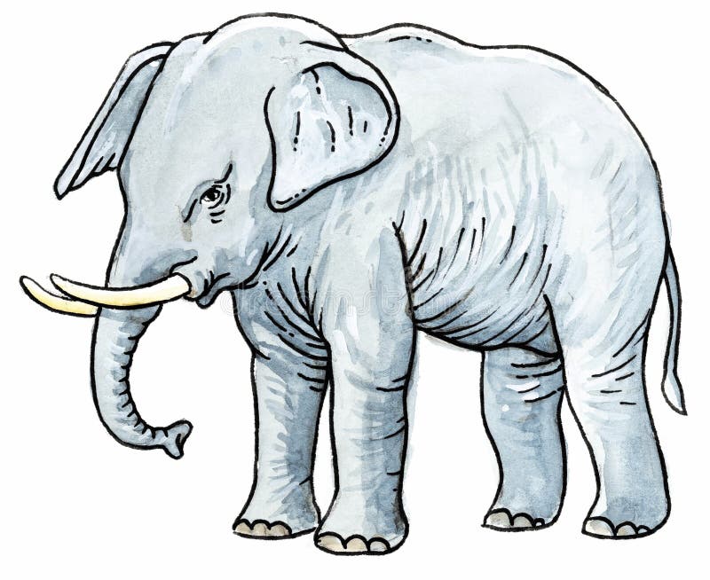 Grey elephant stock illustration. Illustration of wild - 8896596