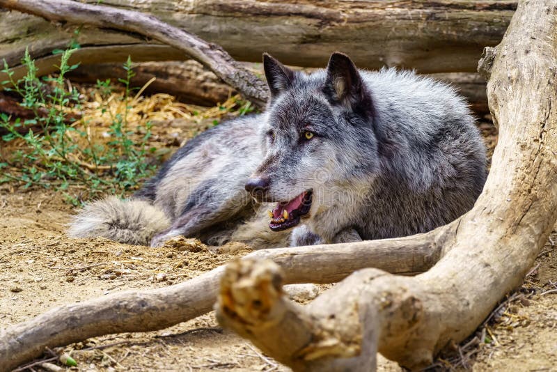 Grey European Wolf Staring at Its Prey As it Lies Down. Stock Image ...