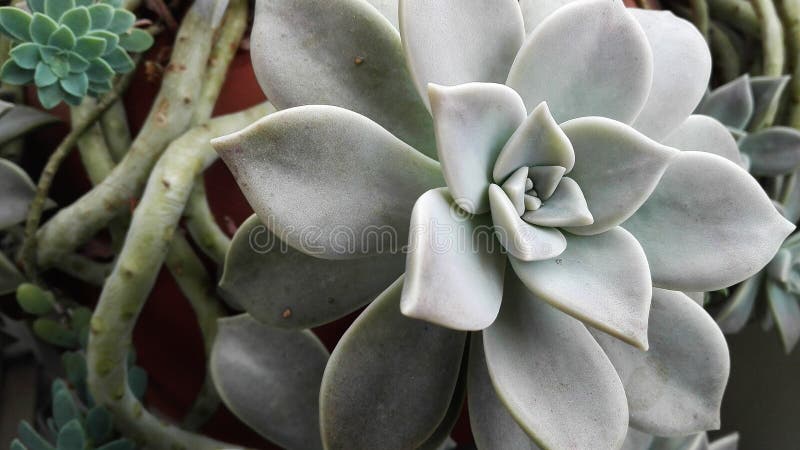 Grey exotic flower stock image. Image of details, flower - 92068057