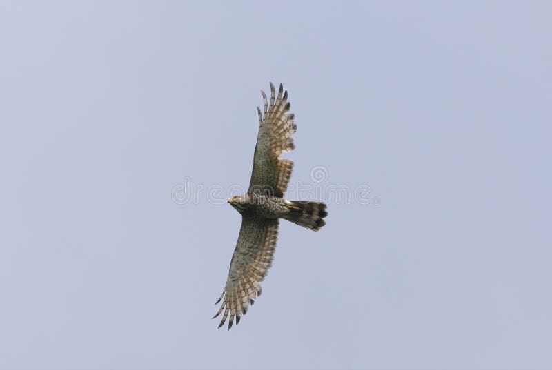 Grey-faced Buzzard in Flying. Stock Image - Image of hawk, bird: 382955187