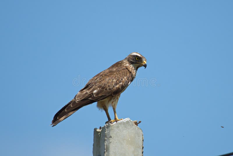 Grey Faced Buzzard Perched Stock Photos - Free & Royalty-Free Stock ...