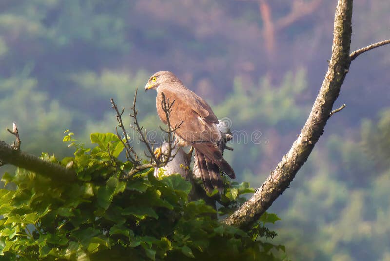 Grey-faced Buzzard Perching on the Top of Tree. Stock Photo - Image of ...