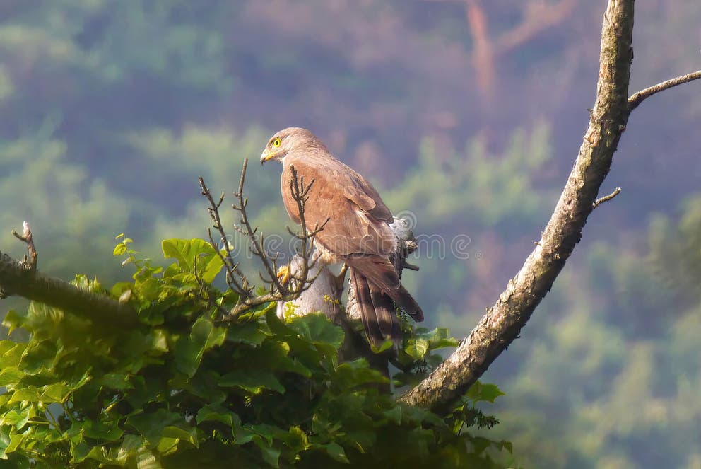 Grey-faced Buzzard Perching on the Top of Tree. Stock Photo - Image of ...