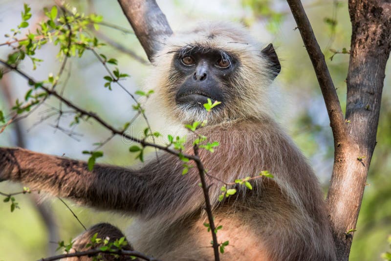 Grey Faced Langoor stock photo. Image of love, eyes, mammal - 97621464