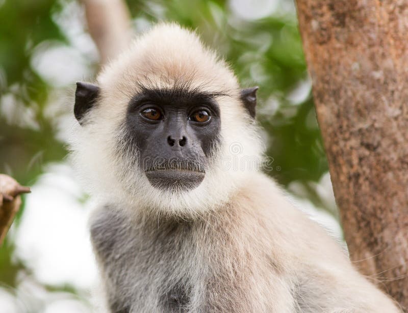 A Grey Faced Langur Monkey Close Up Stock Photo - Image: 60620124
