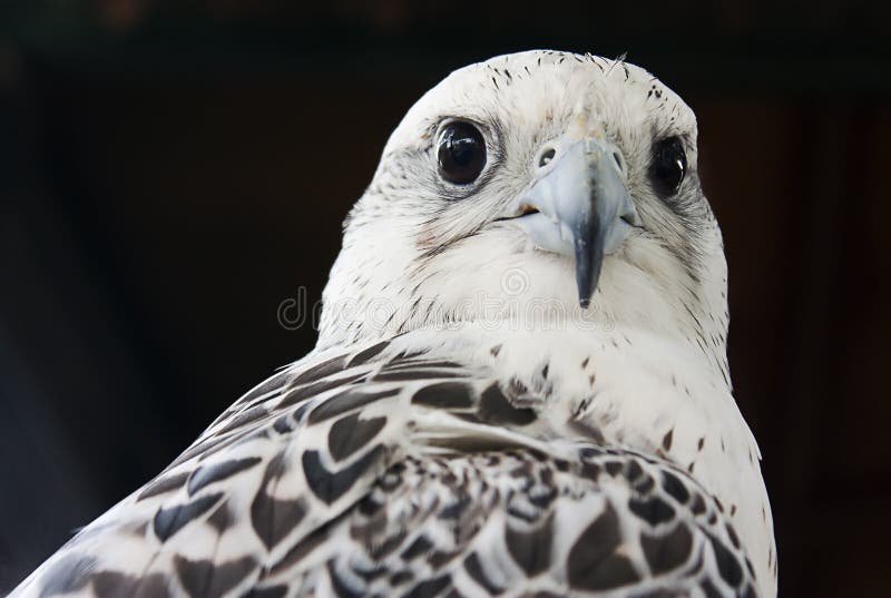 Grey Falcon stock image. Image of hunt, birdwatching - 54587805