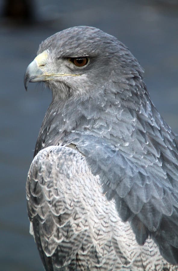 Grey Falcon stock image. Image of hunt, birdwatching - 54587805