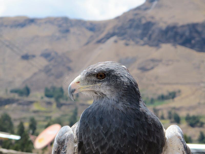Grey Falcon stock image. Image of hunt, birdwatching - 54587805