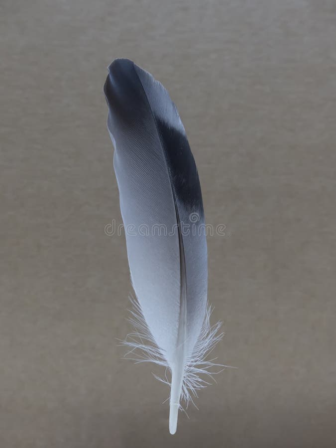 Dark Grey Fluffy Feather Isolated On White Stock Photo - Image of ...