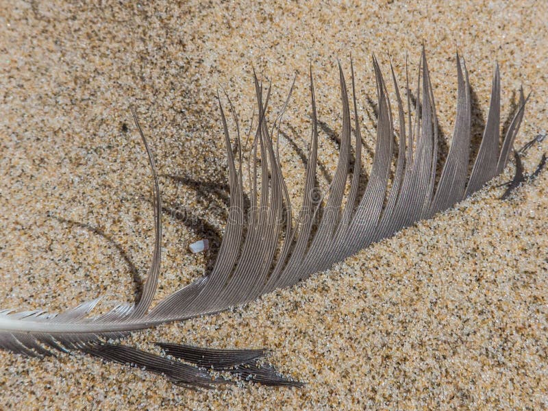 Feather in sand stock photo. Image of tourism, travel - 44781046