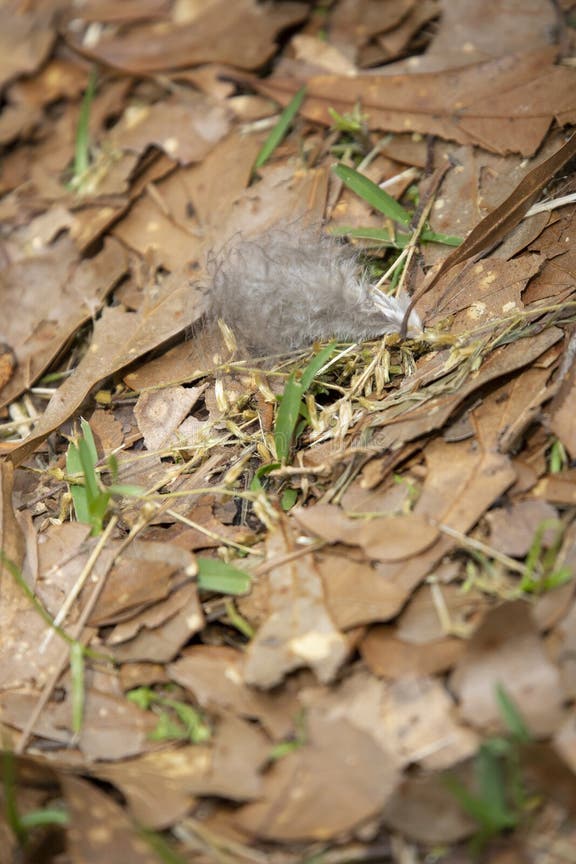 Grey Feathers on the Ground Stock Image - Image of dropped, ground ...