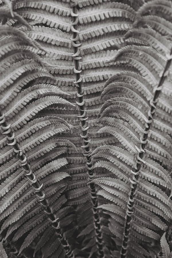 Grey fern leaves stock image. Image of growth, grass - 200296517