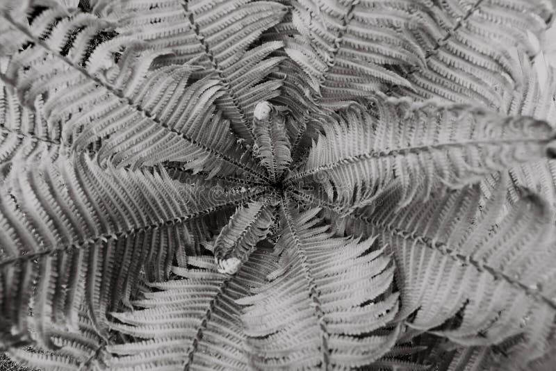 Grey fern leaves stock image. Image of growth, color - 202993589