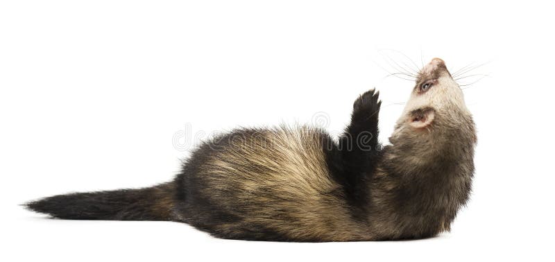 Grey Ferret In Full Growth, Isolated On White Background Stock Photo ...