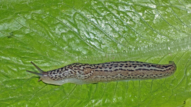Grey field slug stock photo. Image of field, milky, northern - 109919780