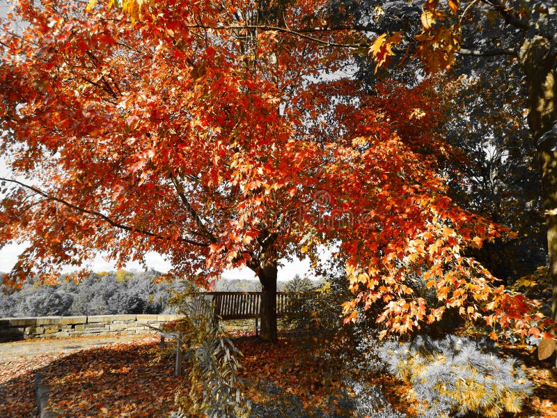 Autumn Fall Colors Highlighted at Cornell University Overlook Stock ...