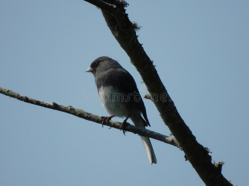 Grey finch bird on tree stock photo. Image of bare, robin - 312672156