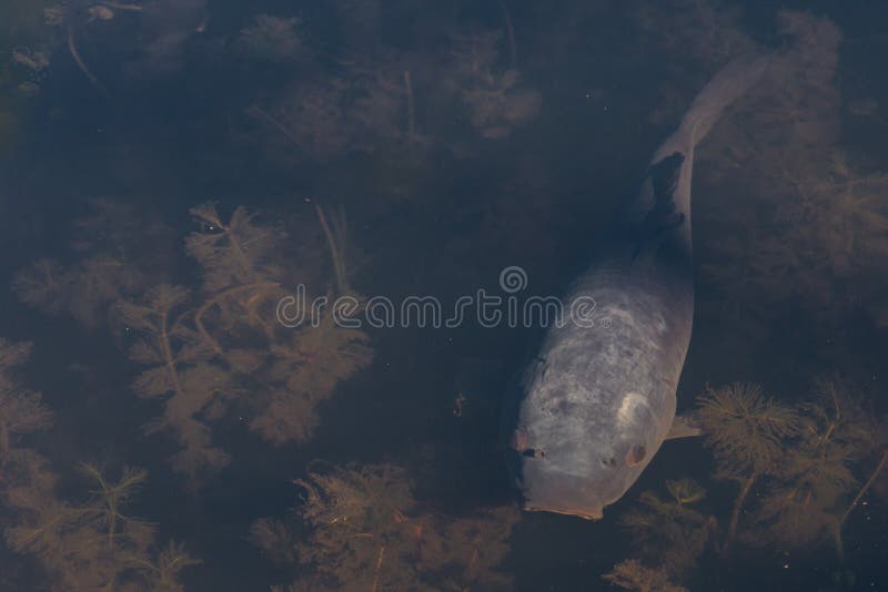 Grey Fish stock image. Image of goldfish, garden, fish - 47716395