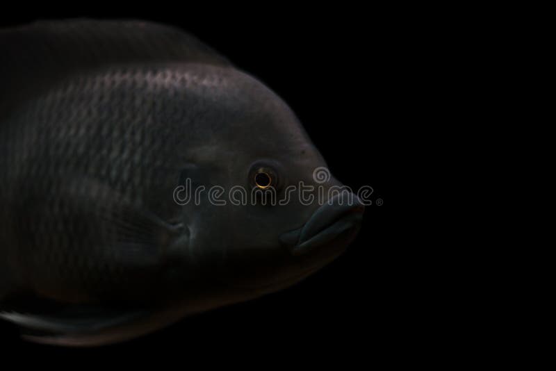 The Grey Fish stock photo. Image of marine, life, blue - 27635732