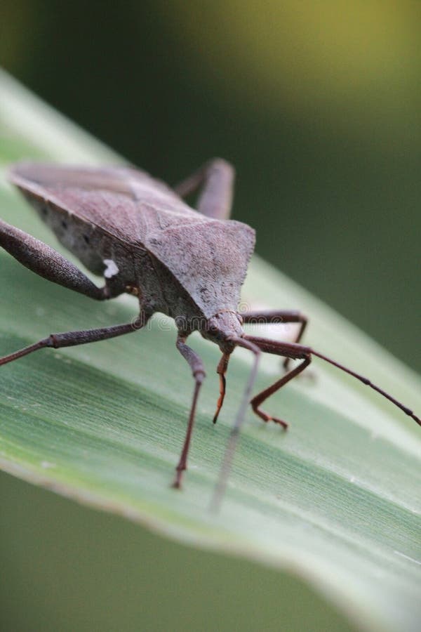 Grey damsefly insect stock photo. Image of antennae - 368701986