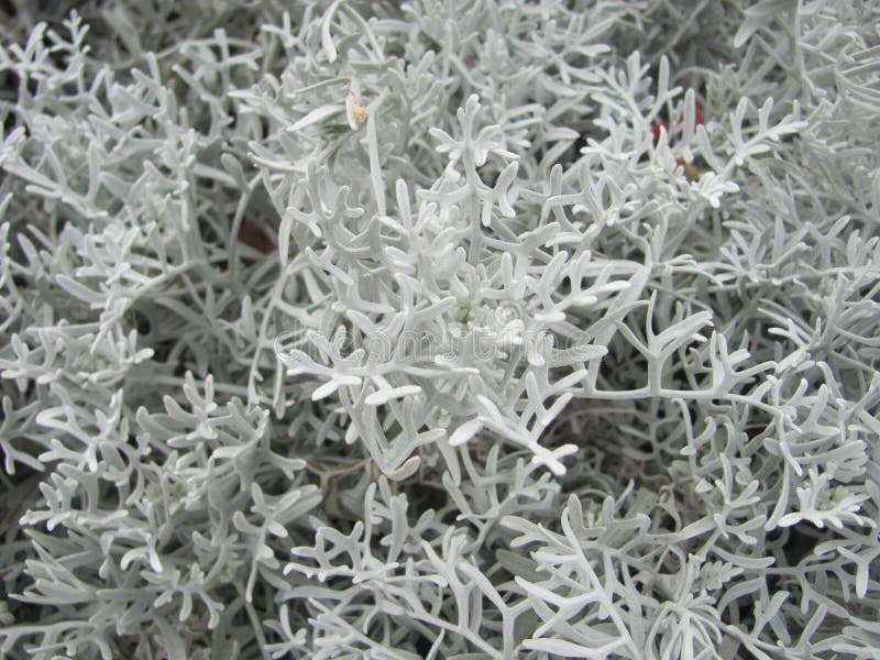 Grey Flower Bush stock image. Image of flowery, grey - 63350793