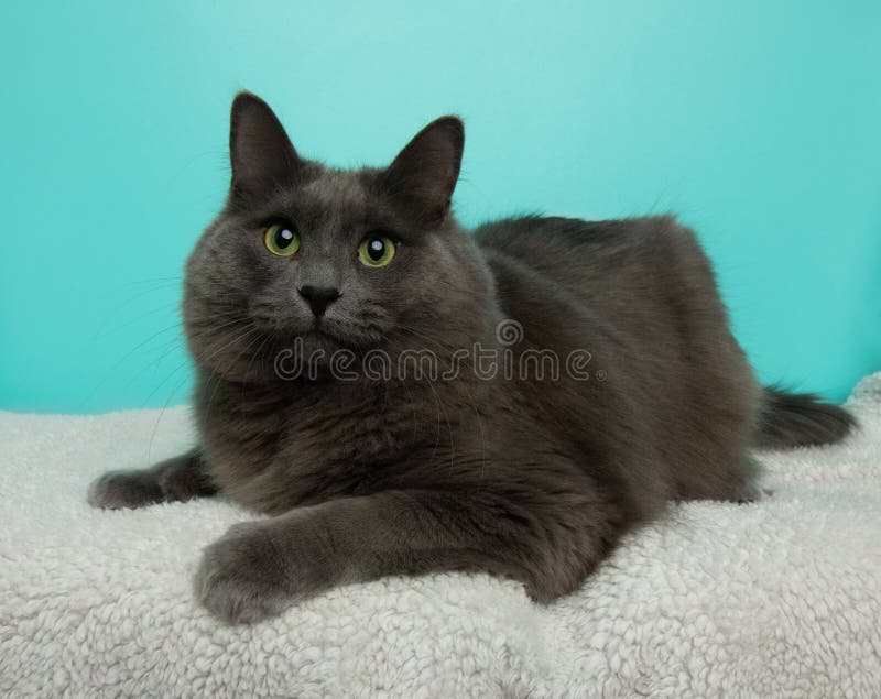 Grey Fluffy Cat with Green Eyes Lying Down Looking Up Stock Photo ...