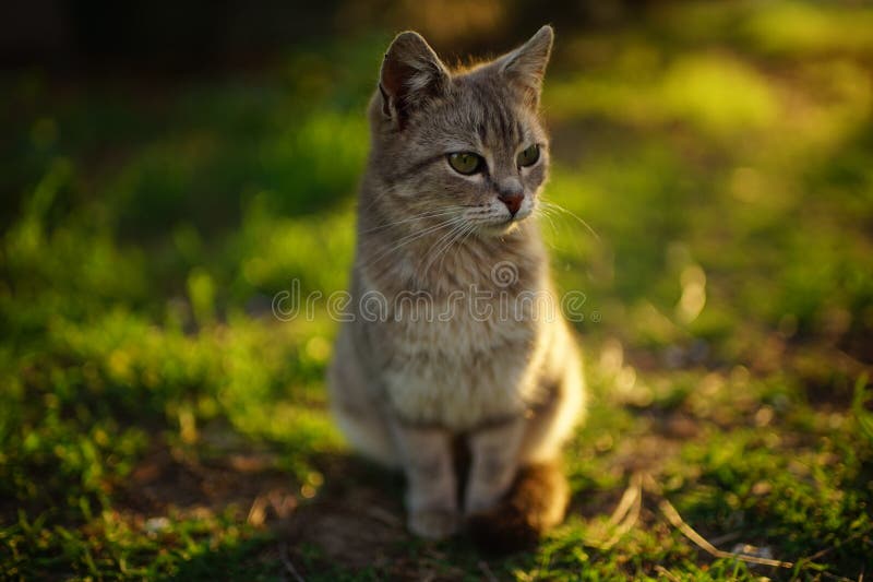 Grey Fluffy Cat Rest in Summer Garden Stock Image - Image of card ...