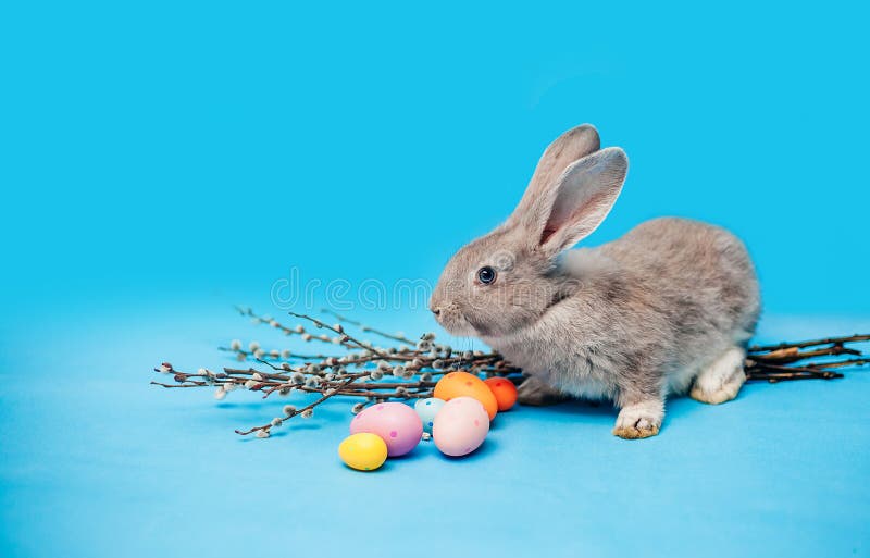 Grey Fluffy Easter Bunny Sits on a Blue Background and Near it Lie ...