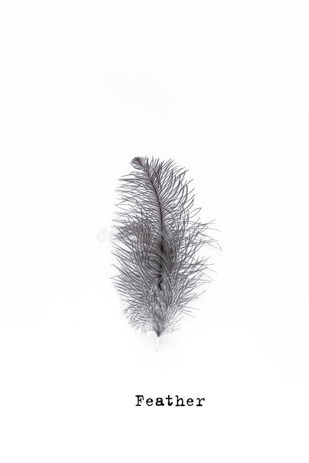 Grey Feather stock image. Image of bird, background - 163533085