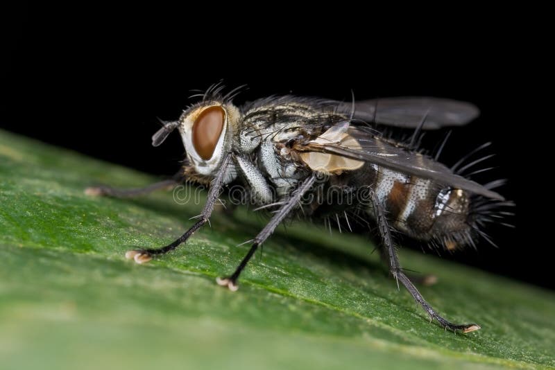 Grey fly stock image. Image of maroon, wilderness, closeup - 10583413