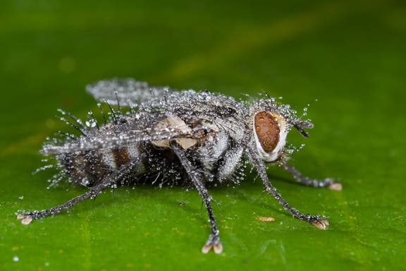 Grey Fly Covered Dew Drops Rain Drops Stock Photos - Free & Royalty ...