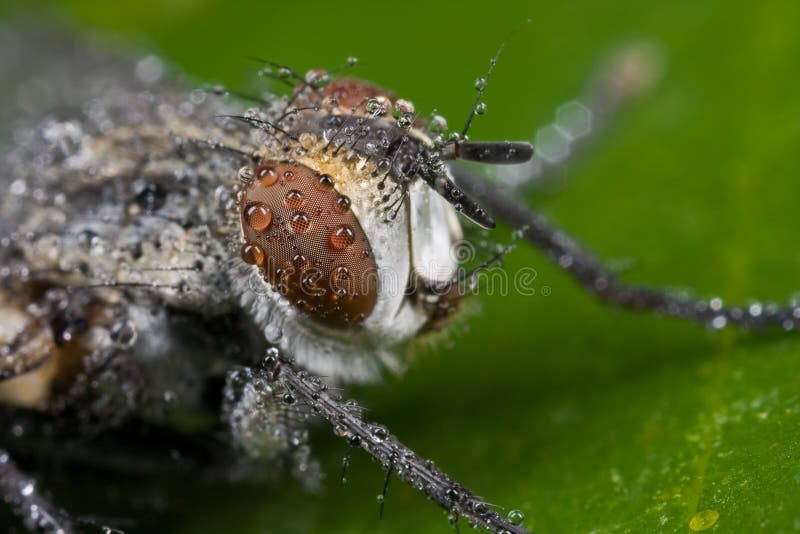 Grey Fly Covered with Dew Drops/ Rain Drops Stock Image - Image of ...