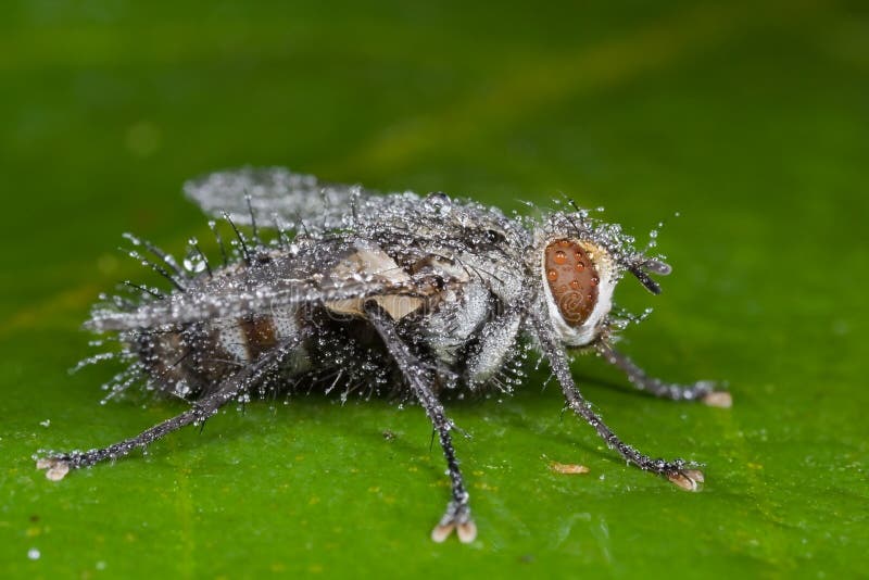 A grey fly with rain drops stock photo. Image of macro - 10583512