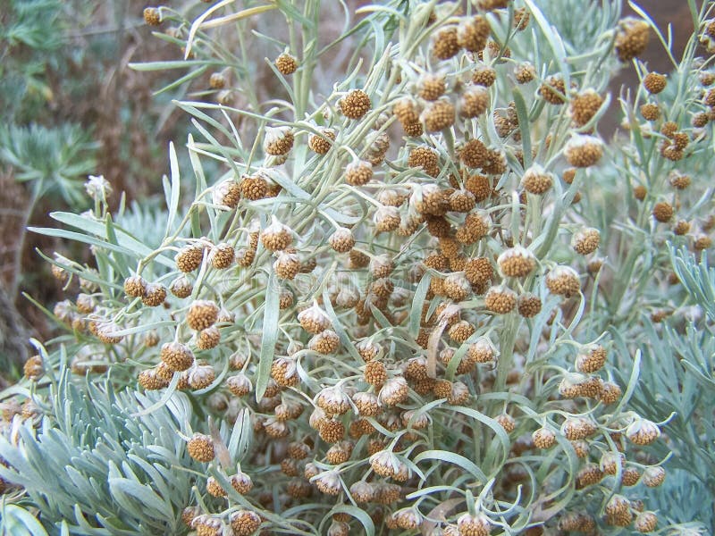 Grey stock photo. Image of grey, pods, foliage, garden - 78277674