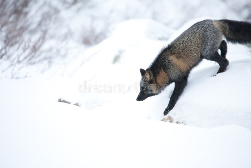 Grey fox 2 stock image. Image of hunting, animal, mammal - 29544945