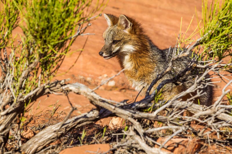 194 Grey Fox Desert Stock Photos - Free & Royalty-Free Stock Photos ...