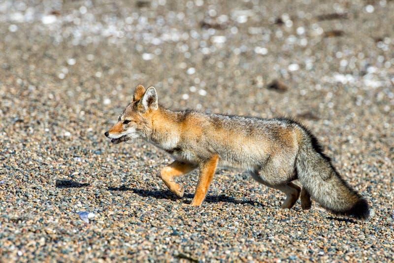 Grey Fox Eating a Penguin on the Beach Stock Image - Image of wild ...