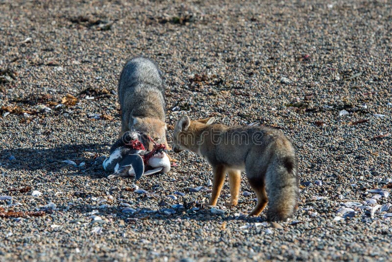 Grey Fox Eating a Penguin on the Beach Stock Image - Image of furry ...