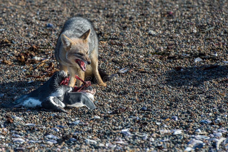 Grey Fox Eating a Penguin on the Beach Stock Image - Image of predator ...