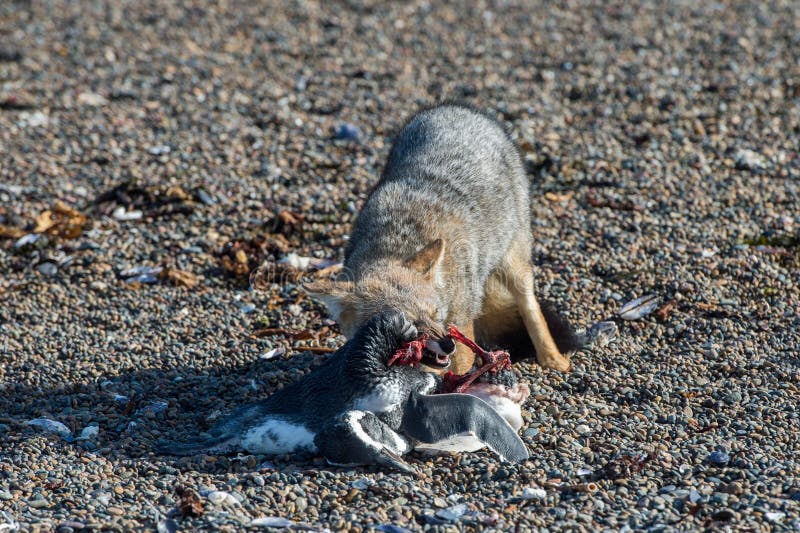 Grey Fox Eating a Penguin on the Beach Stock Photo - Image of predator ...