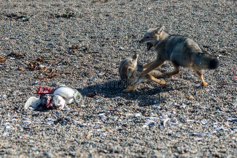 Grey Fox Eating a Penguin on the Beach Stock Photo - Image of patagonia ...
