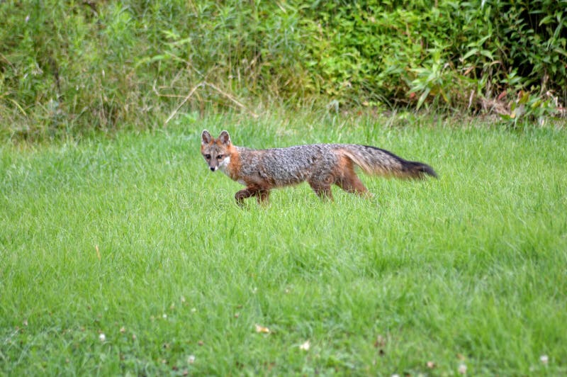 Grey Fox stock photo. Image of grey, small, bugs, field - 136122324