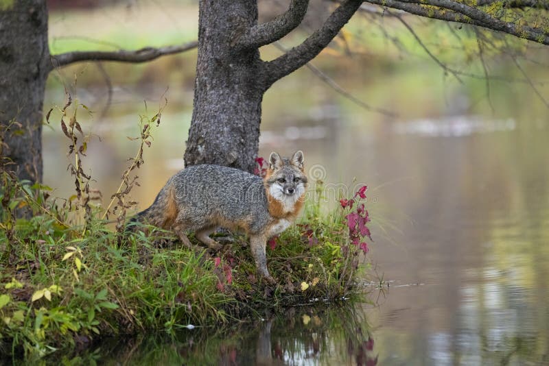 Grey Fox in Landscape Format Stock Image - Image of carnivore, predator ...
